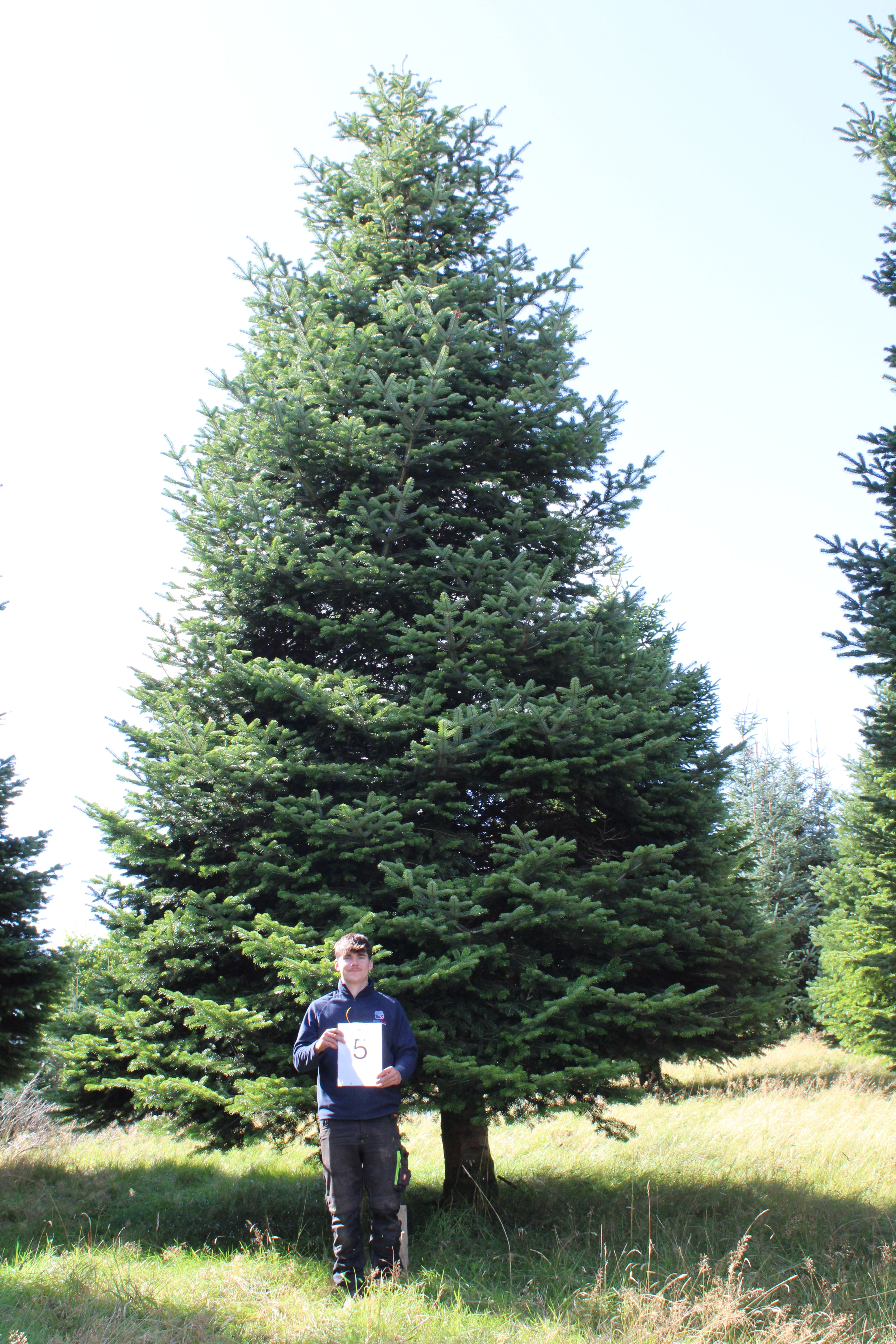 32ft (10m) - No. 5 – Edenmill Christmas Trees