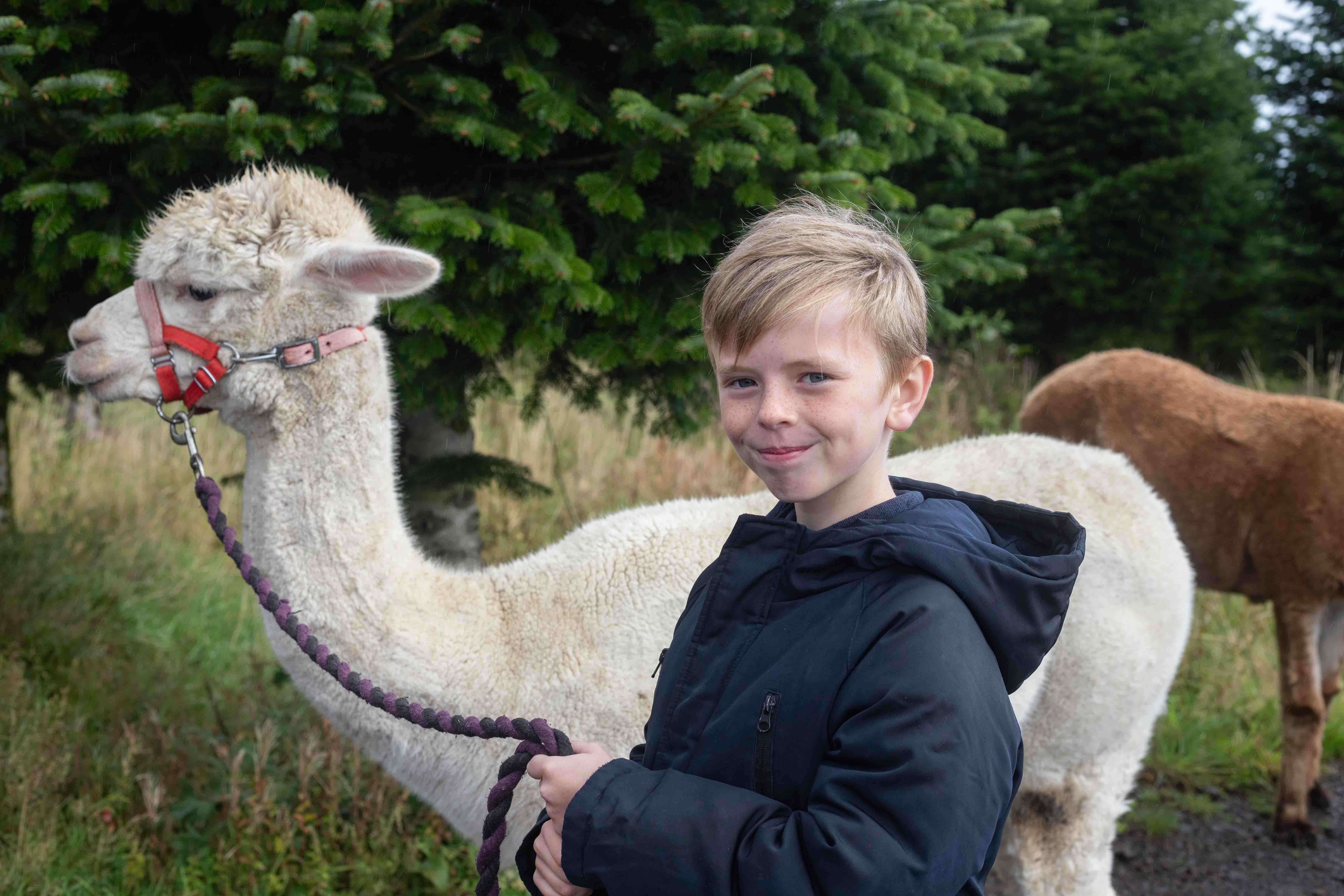 Alpaca Trekking – Edenmill Christmas Trees