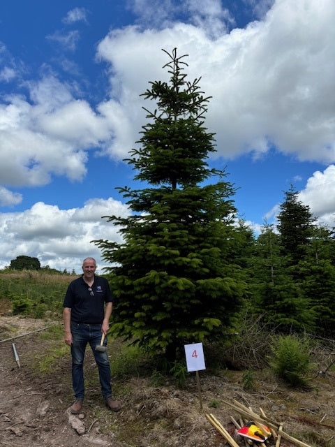 18-20ft (5.5m - 6m) - No. 4 – Edenmill Christmas Trees